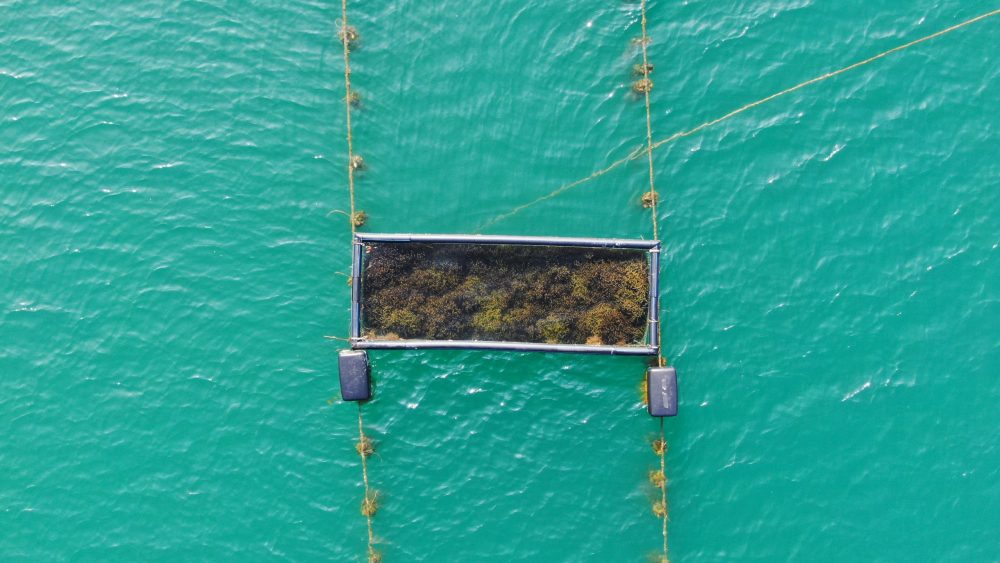 Nuôi hàu với rong biển bằng vật liệu HDPE: Tiềm năng lớn cần khai thác