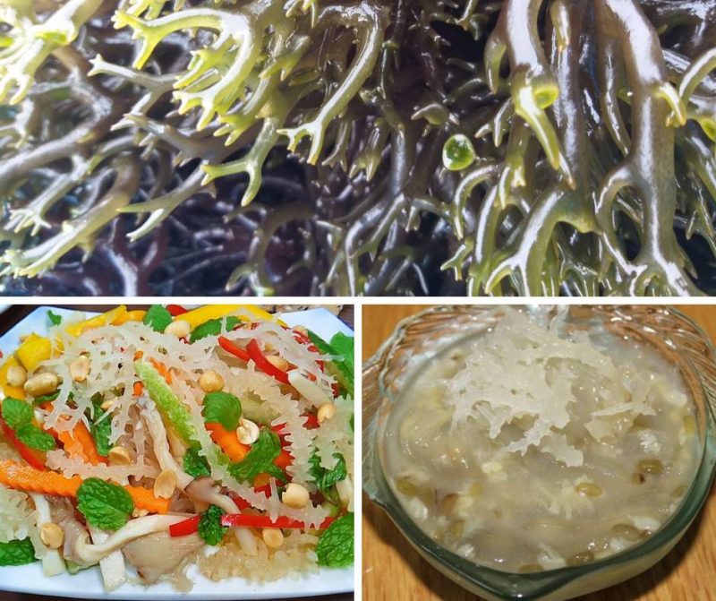 Món ăn từ rong sụn ngon, bổ dưỡng - 1001 cách chế biến đỉnh của chóp